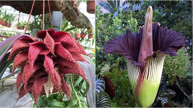7 Jenis Bunga yang Berbau Busuk, Salah Satunya Jenis Anggrek - Hot ...