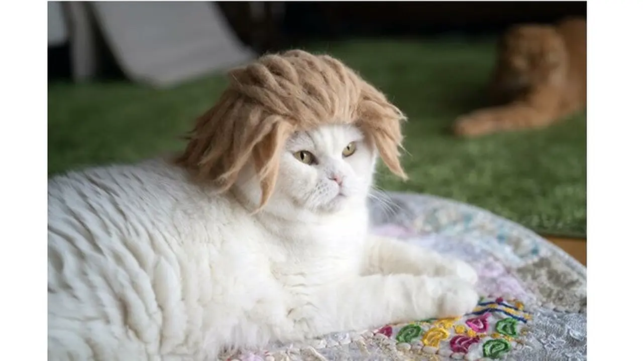 6 Potret Kucing Pakai Topi Bergaya Rambut Anime, Gokil Banget - Hot ...