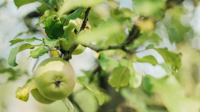 10 Varian Apel Terbaik di Dunia Salah Satunya dari Asia, Ada Indonesia ...