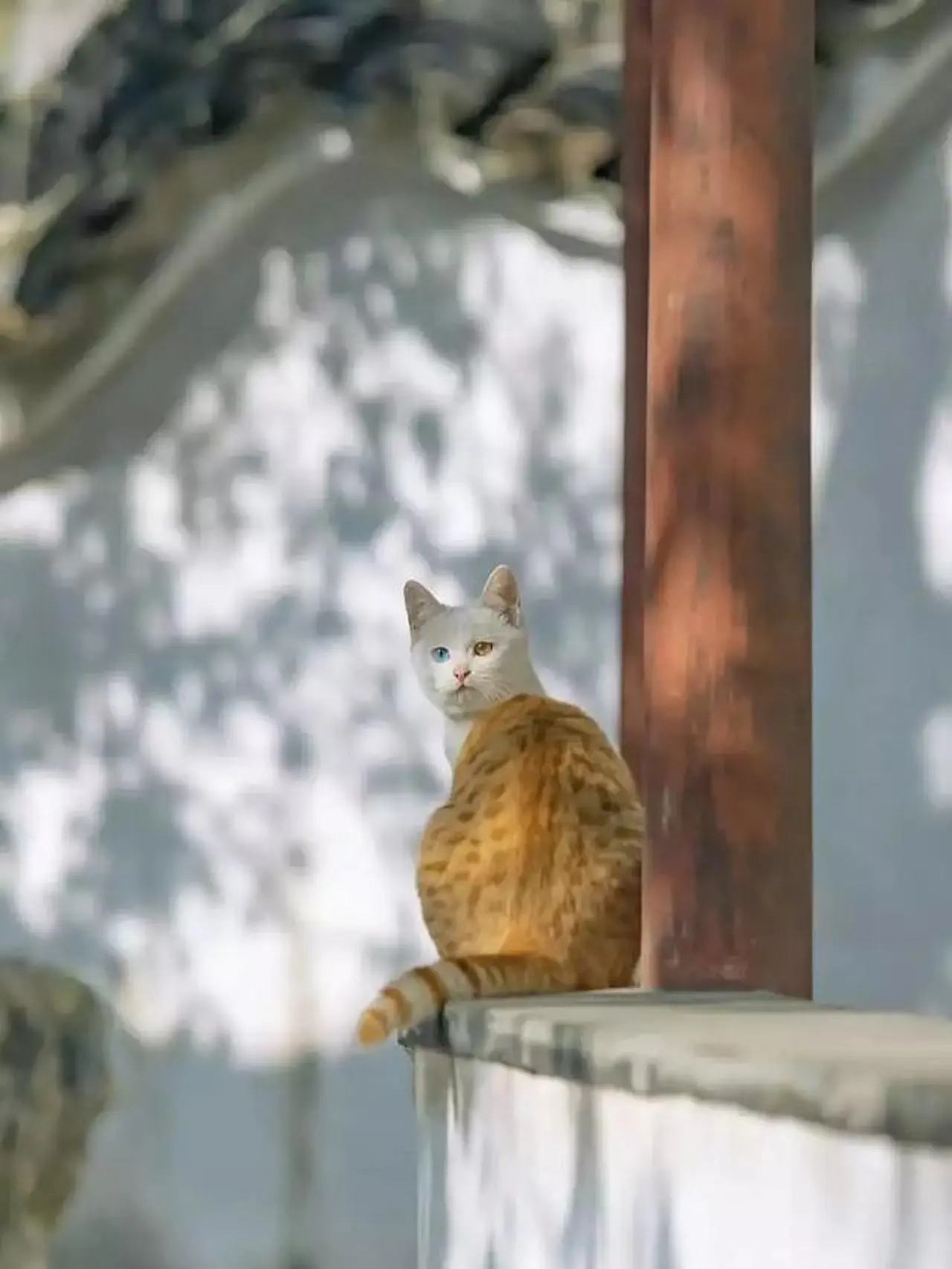 6 Ilusi Optik Kucing Oren Ini Bikin Kamu Lihat Dua Kali, Awas Bingung ...