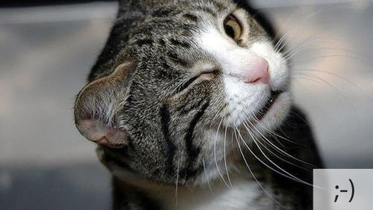 Kucing-Kucing Centil dan Lucu Meniru Gaya Emoticon - Photo Fimela.com