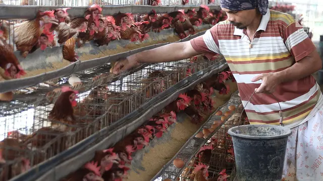 Harga Telur Anjlok, Mendag Usul untuk Bantuan Pangan