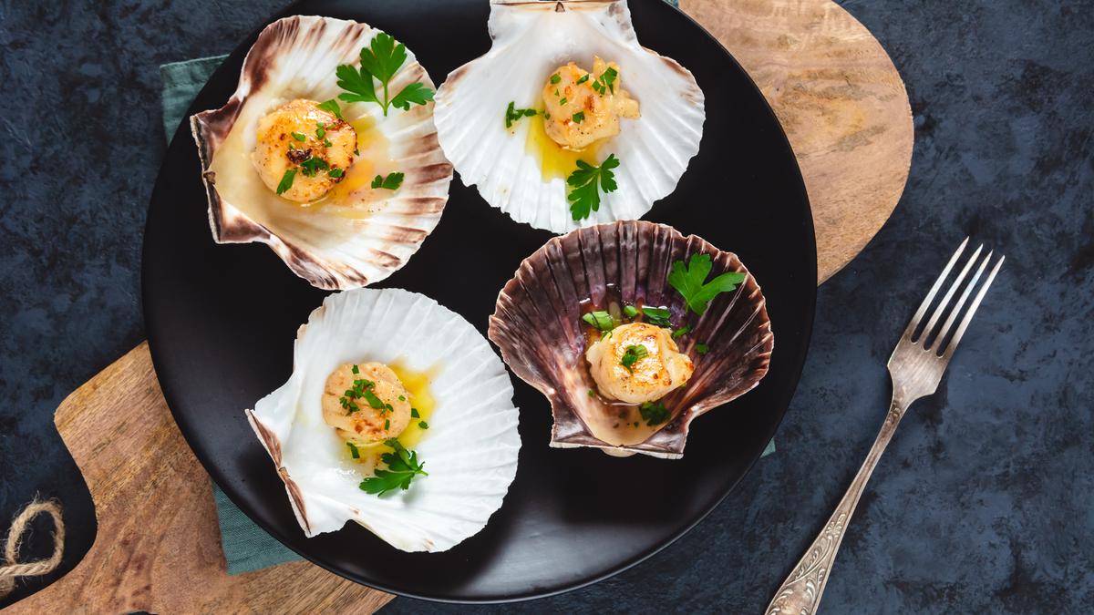 Kandungan Nutrisi Scallop Sangat Baik untuk Tubuh