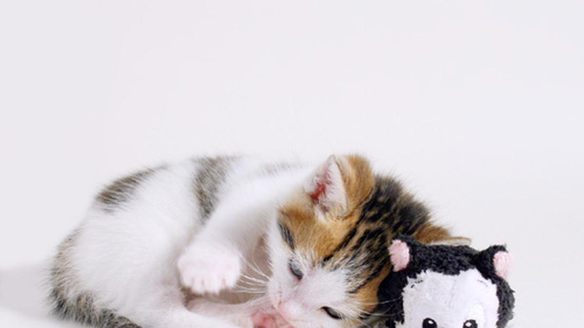 10 Foto Kucing Lucu dan Menggemaskan - Photo Fimela.com