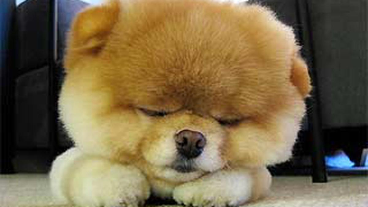 Boo, Anjing Lucu dengan Jutaan Penggemar - Global Liputan6.com