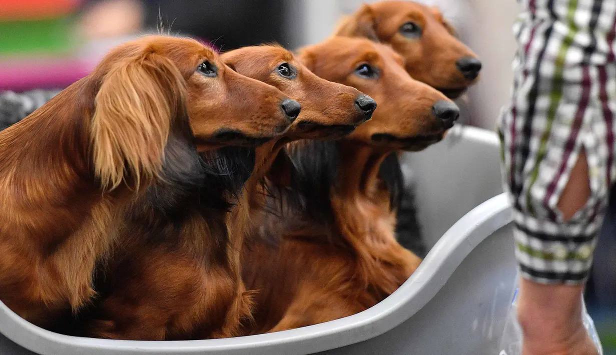 PHOTO: Penampilan Unik Anjing-Anjing di Dortmund Dog Show - Foto ...