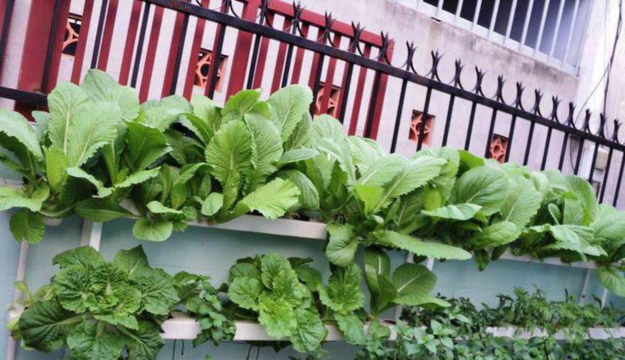 Inspirasi Menanam Sayuran di Rumah -Wajib Dicoba! - Photo Fimela.com