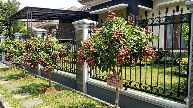 7 Pohon Buah yang Bisa Ditanam Dekat Carport Tanpa Merusak Pondasi ...