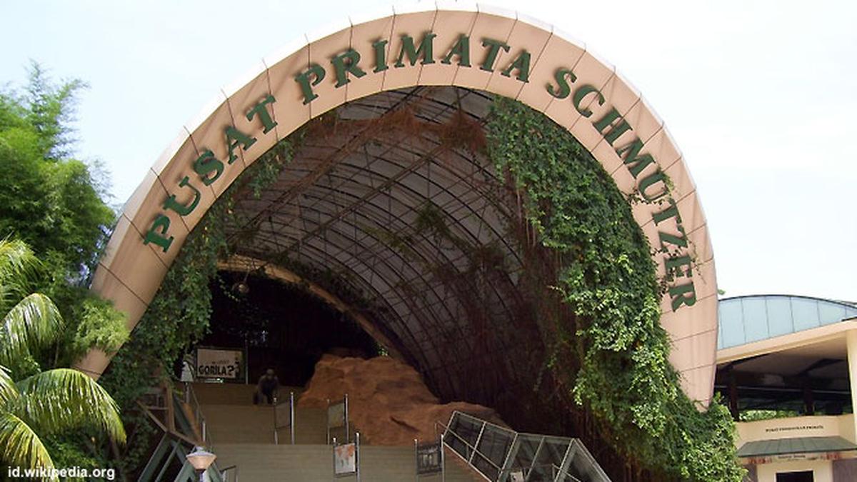 Pusat Primata Schmutzer, Primadona di Kebun Binatang Ragunan - News ...