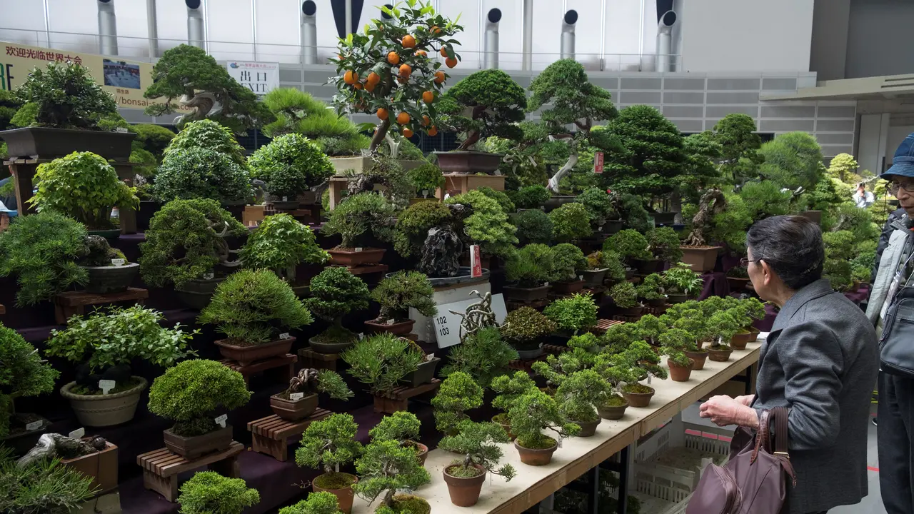 Pencurian Pohon Bonsai Mahal di Jepang Makin Marak, Turis Asing Diduga ...