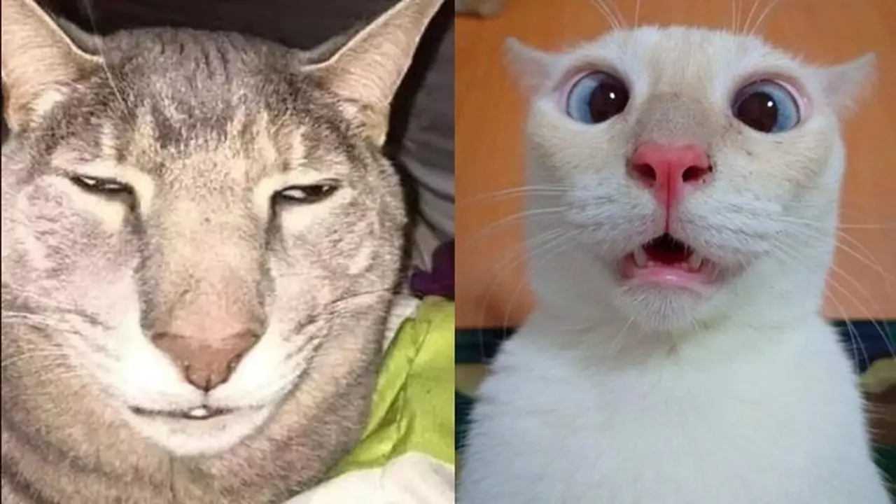 6 Ekspresi Kucing Selfie Ini Bikin Gemas Maksimal, Lucu Banget - Hot ...