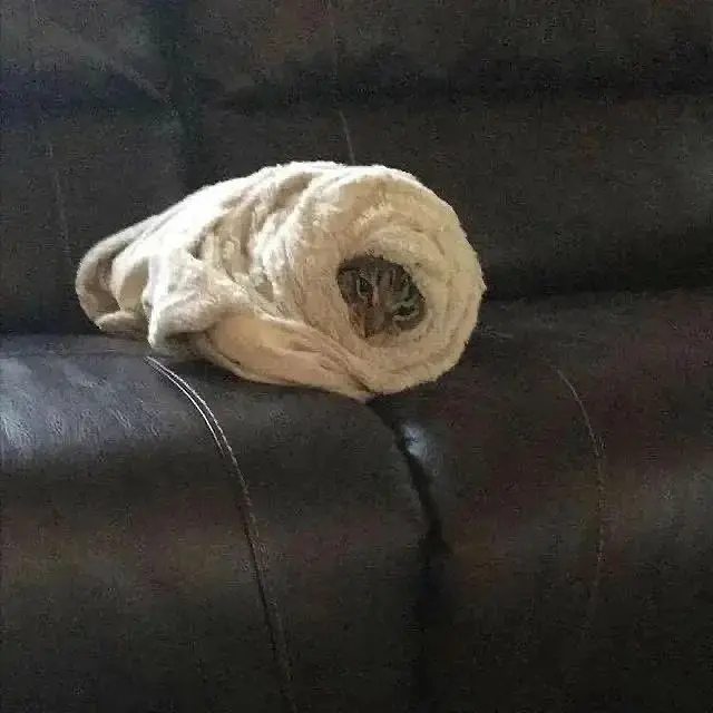 6 Potret Kucing Pakai Selimut Ini Bikin Gemas, Makin Lucu - Hot ...