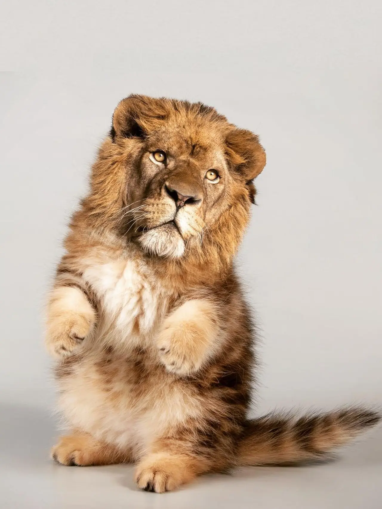 6 Editan Foto Jika Hewan Berkepala Singa Ini Unik, Gagal Garang - Hot ...