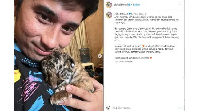 Cenora Anak Harimau Peliharaan Alshad Ahmad Mati, Warganet Murka: Mau ...