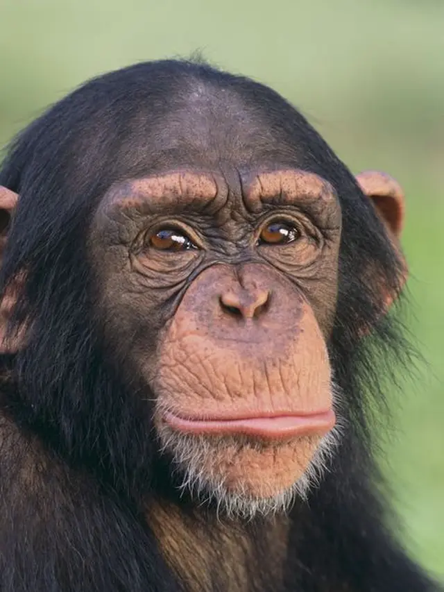 Inilah 10 Hewan Terpintar di Dunia, Orang Utan Menduduki Posisi Pertama ...