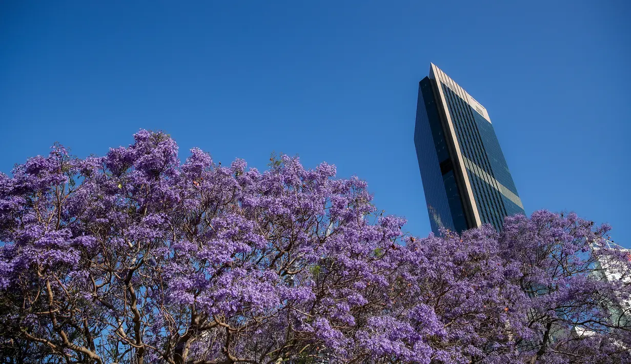 FOTO: Melihat Bunga Jacaranda Bermekaran di Sydney - Foto Liputan6.com