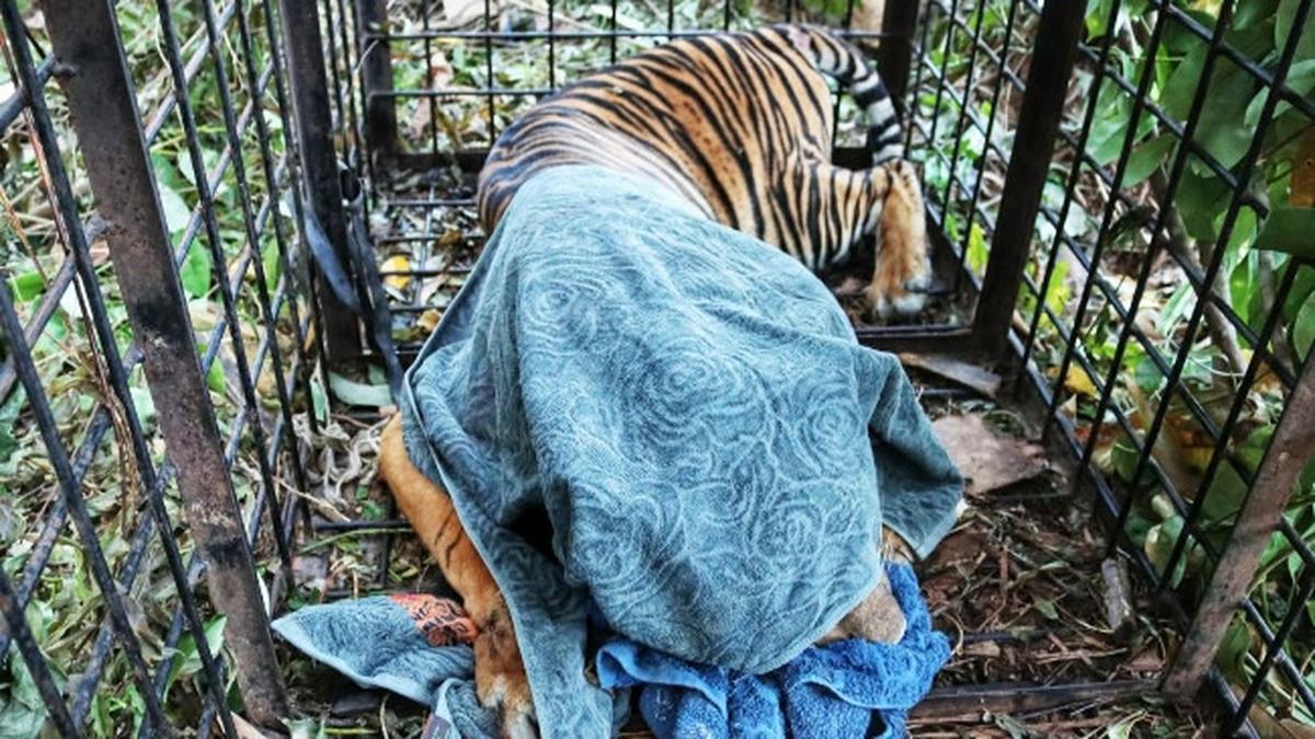 Harimau Terkam 2 Pekerja di Pelalawan, Akankah Si Datuk Belang Terusir ...