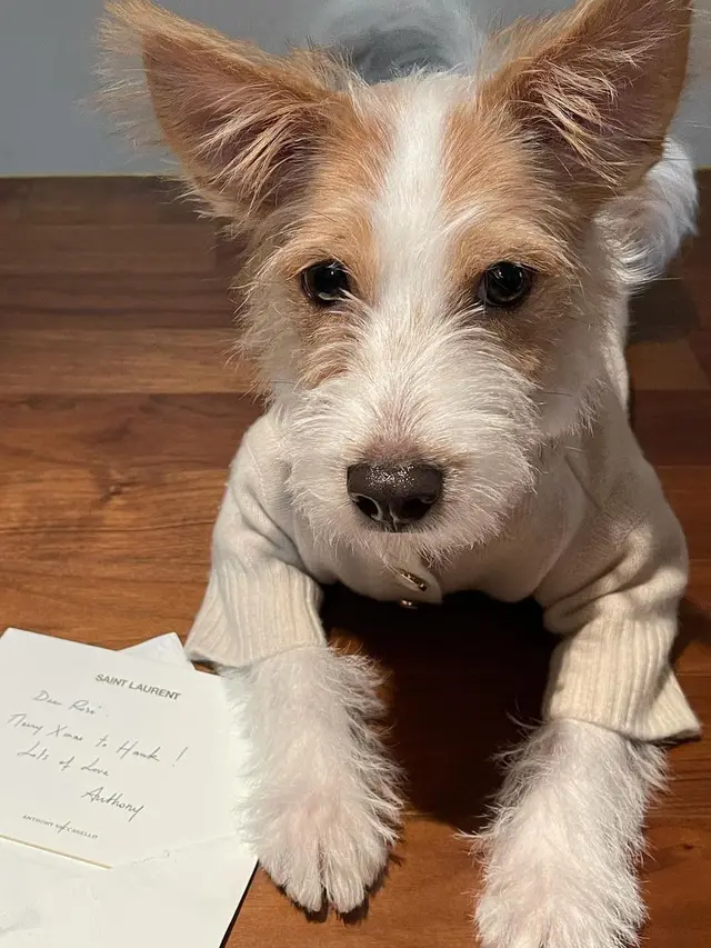 Makmurnya Hank Si Anjing Kesayangan Rose Blackpink, Harga Mangkuk ...