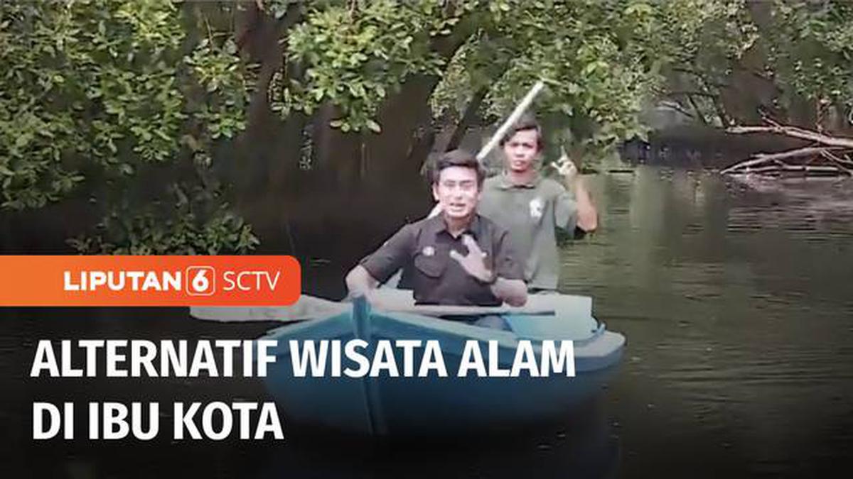 VIDEO: Kawasan Mangrove Angke Kapuk, Jadi Alternatif Wisata Alam di Ibu ...