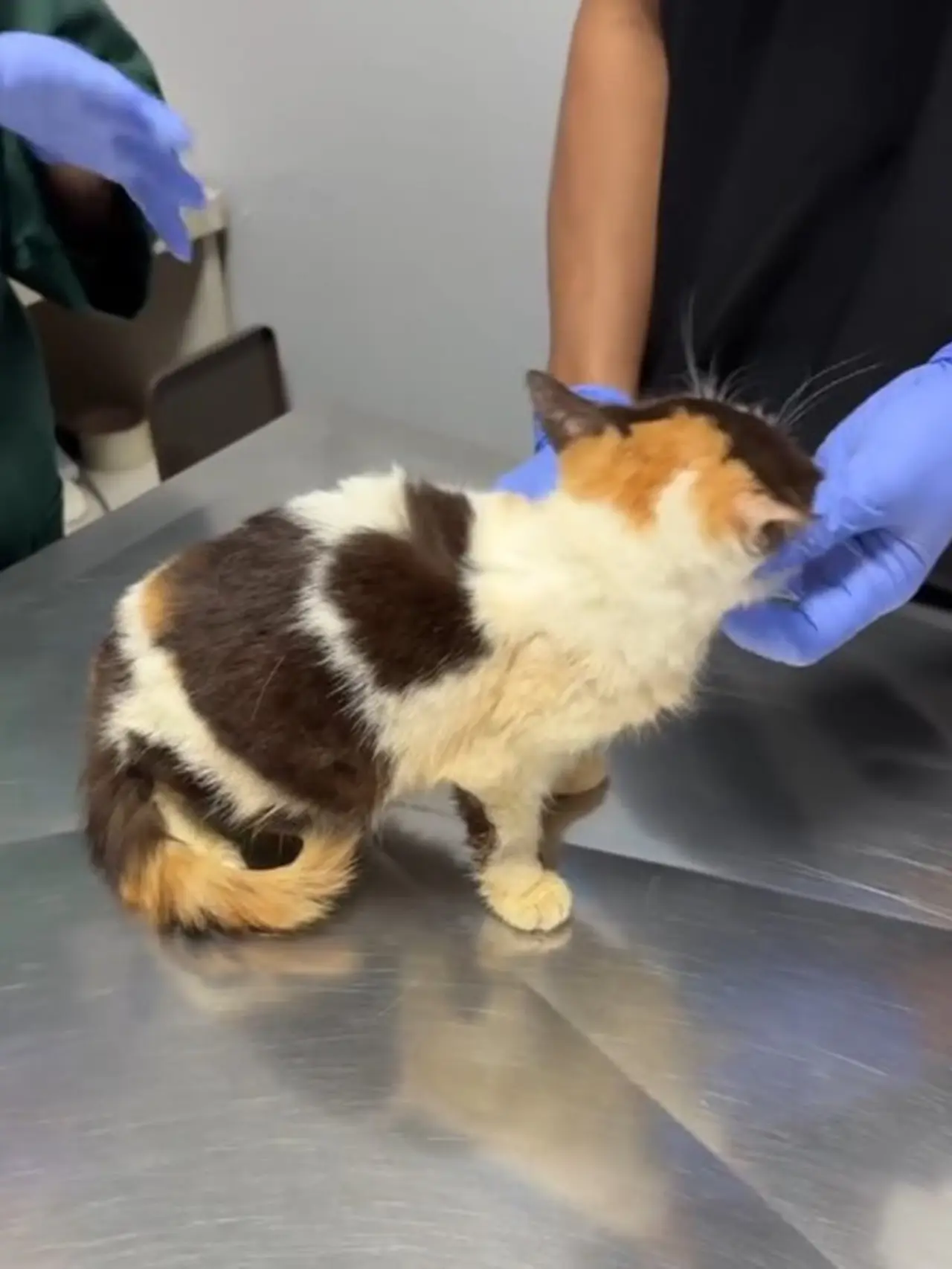 Cerita Sherina Munaf Rescue Kucing Uya Kuya Pasca Penjarahan ...