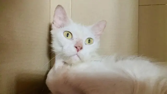 7 Potret Transformasi Kucing Buruk Rupa Berubah Jadi Cantik Ini Bikin ...