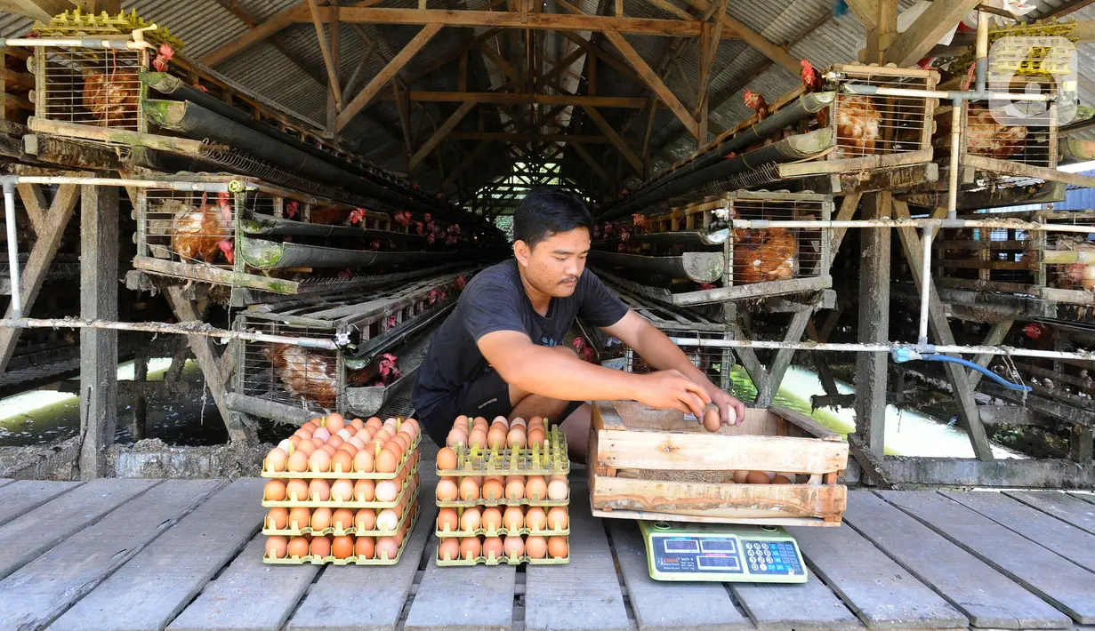 Sudah Tiga Minggu Terakhir, Harga Telur Ayam di Tingkat Peternak Naik - Foto Liputan6.com