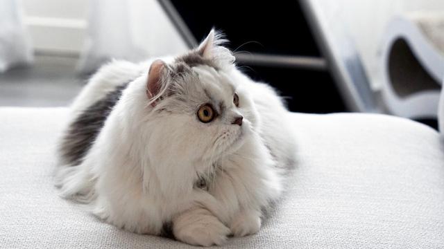 Gemas Banget, 9 Ras Kucing Ini Punya Kaki yang Pendek - Citizen6 ...