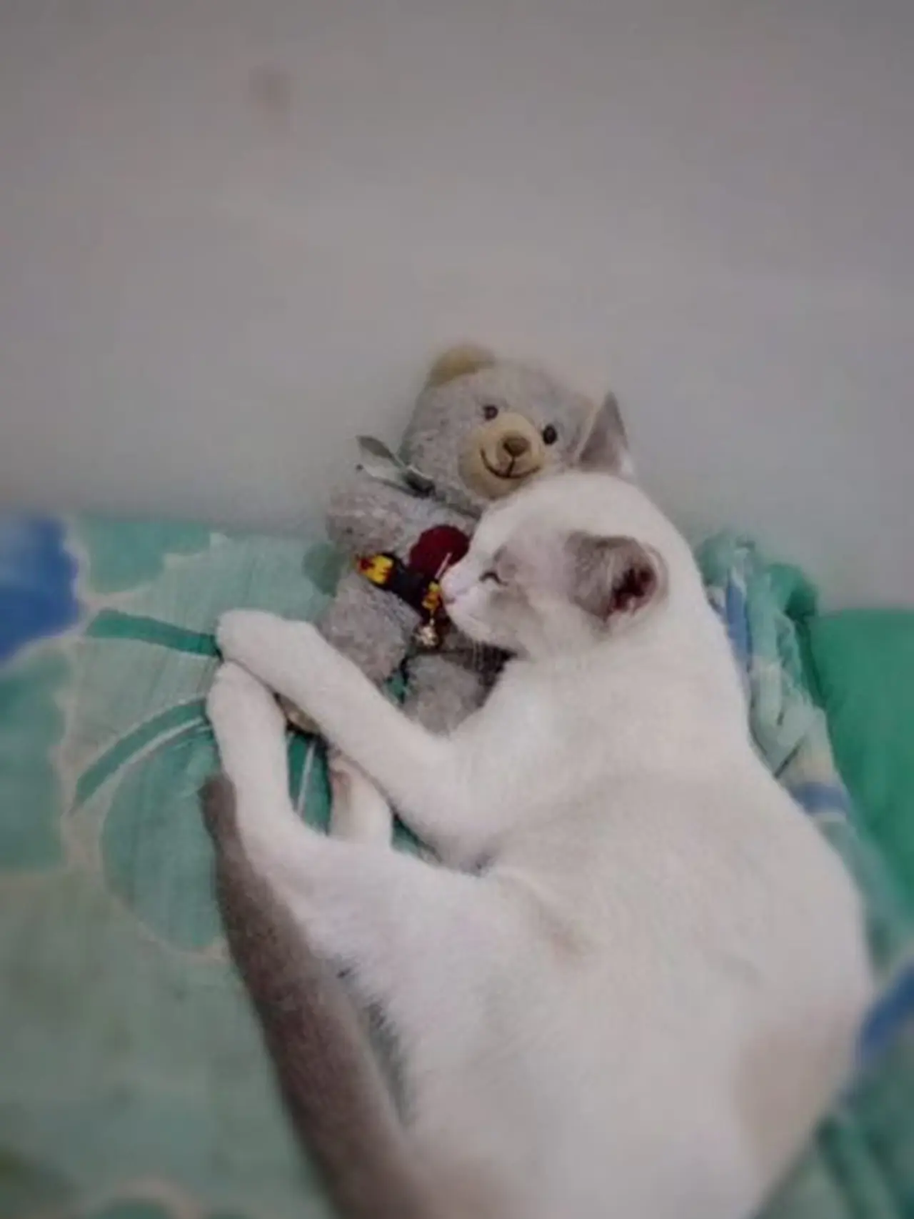 7 Potret Lucu Kucing Peluk Boneka Kesayangan Ini Bak Anak Kecil yang ...