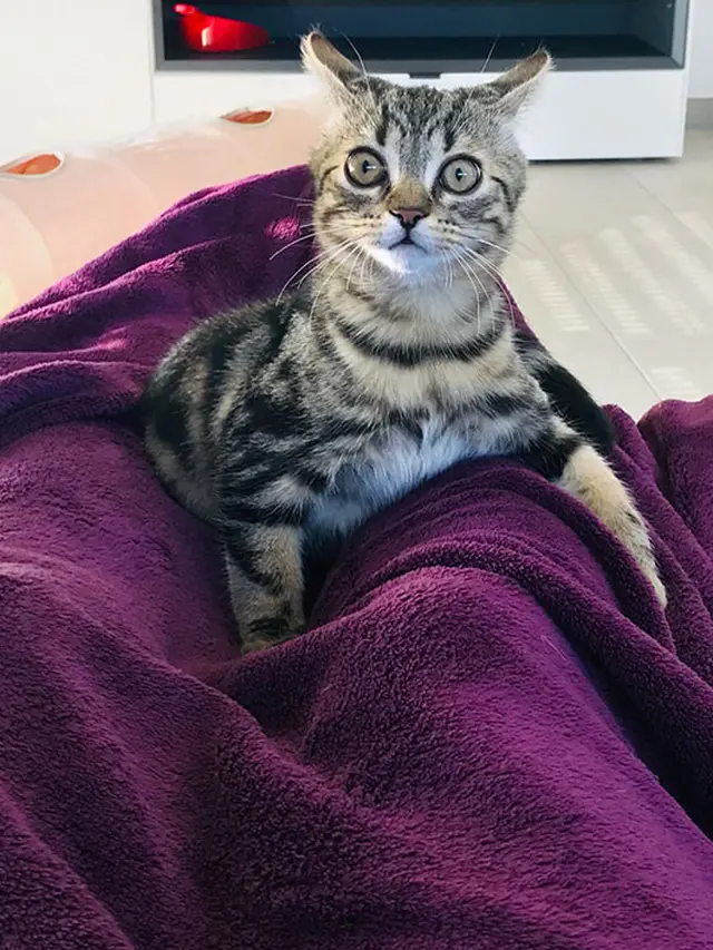 6 Potret Ekspresi Kucing Bertemu Hal Baru Ini Bikin Gemas, Ekspresinya ...