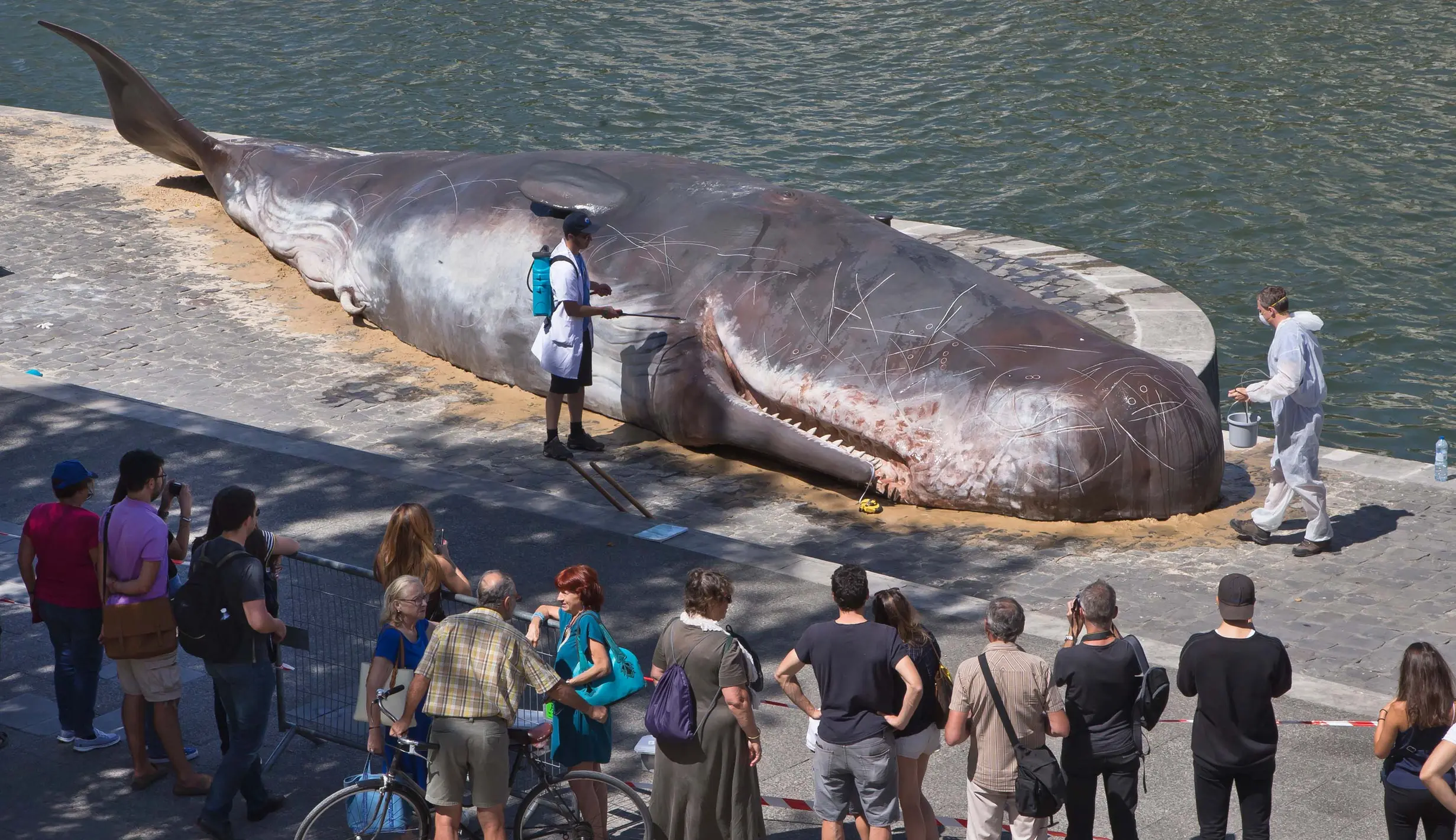 Paus Besar di Pinggir Sungai Jadi Tontonan Warga Paris - Foto Liputan6.com