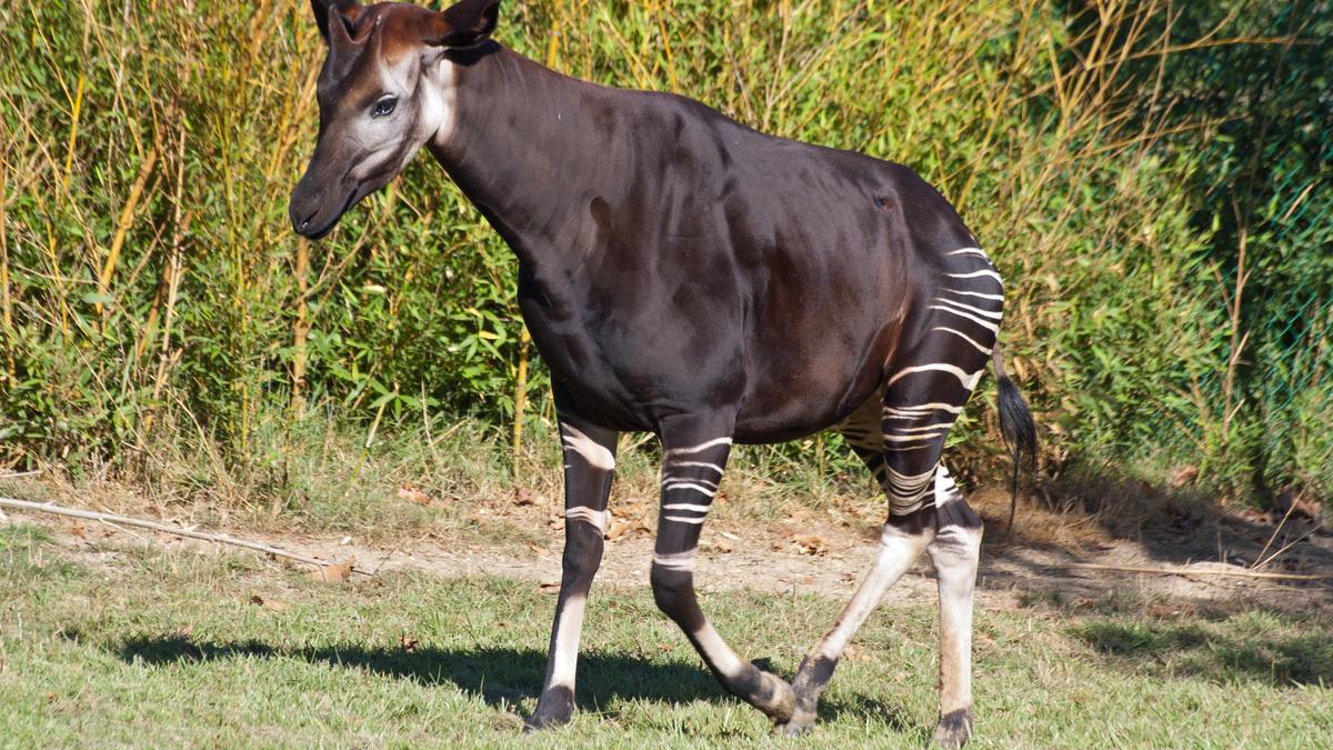 Kelahiran Hewan Langka dan Hampir Punah di Kebun Binatang Cincinnati ...