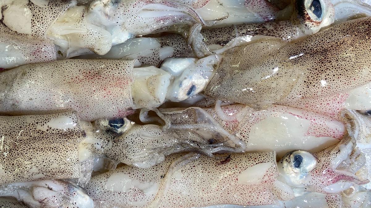 Squid Shot, Tren Baru Makan Cumi Hidup yang Membahayakan - Global ...
