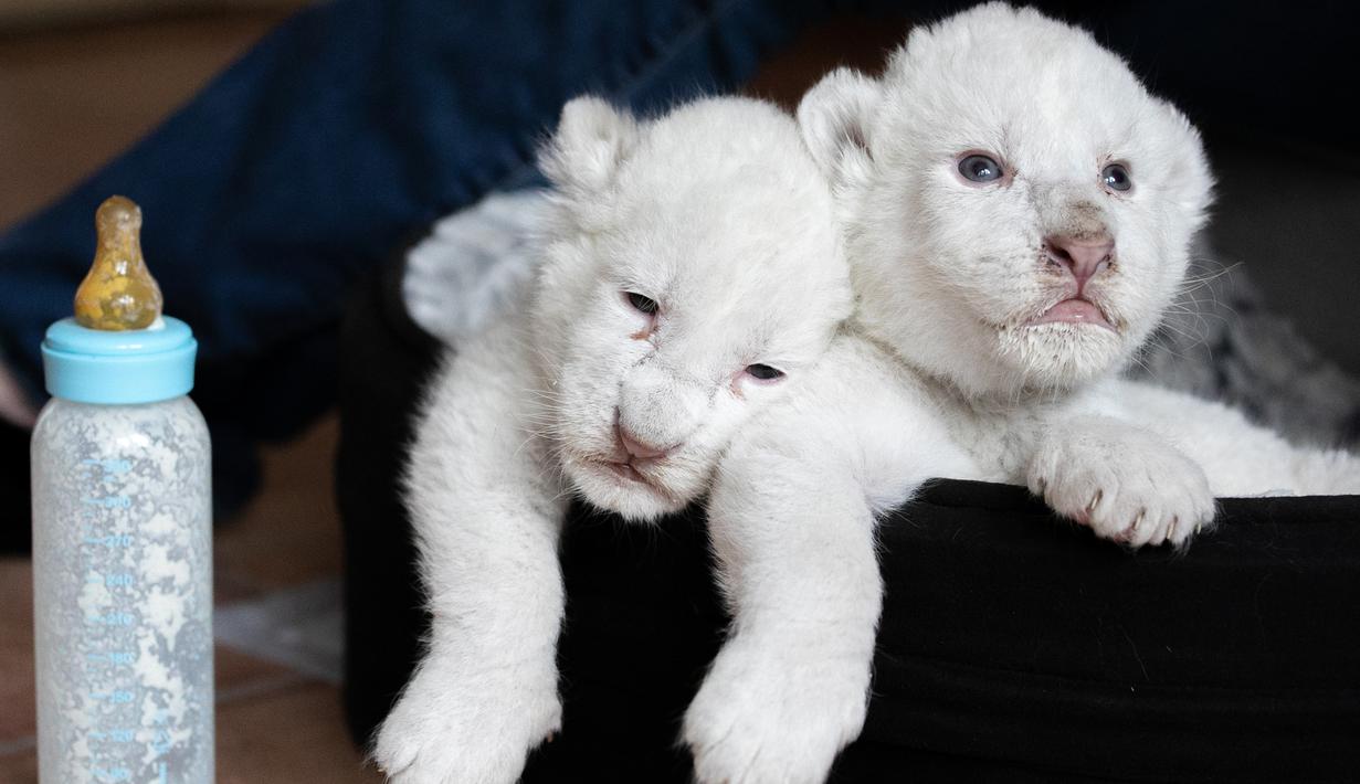FOTO: Lucunya Bayi Singa Putih Baru Lahir di Prancis - Foto Liputan6.com