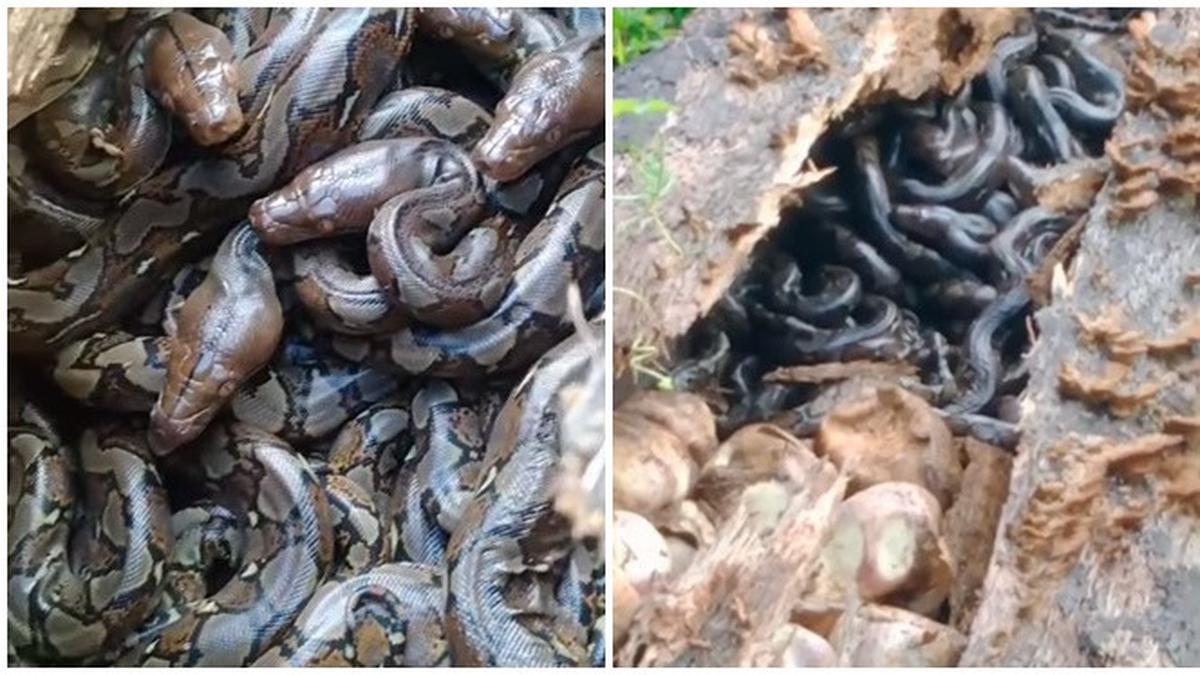 Viral Penemuan Puluhan Ular dan Telurnya di Dalam Batang Pohon, Bikin ...