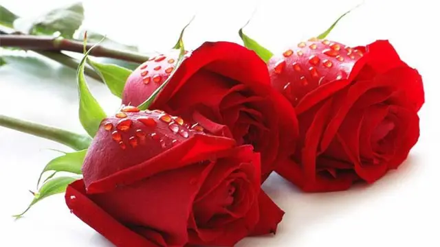 Bunga-bunga Ini Tunjukkan Kepribadian Berdasarkan Bulan Lahir ...