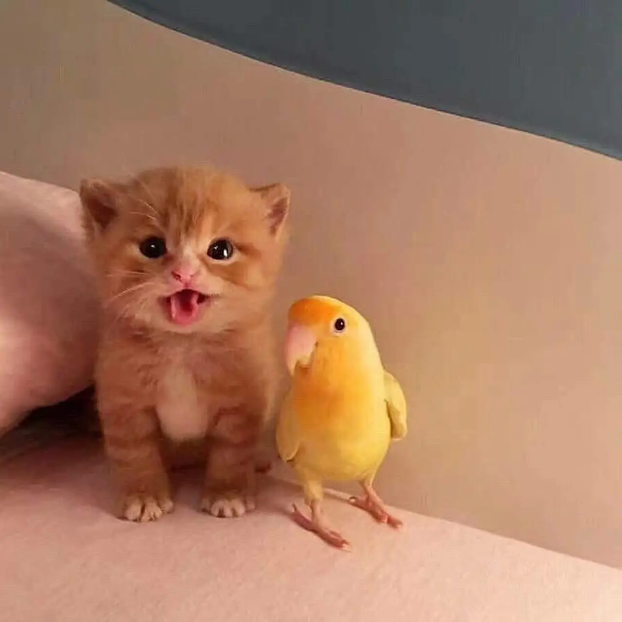 6 Potret Anak Kucing Salah Kira Induk Ini Kocak, Krisis Identitas - Hot ...