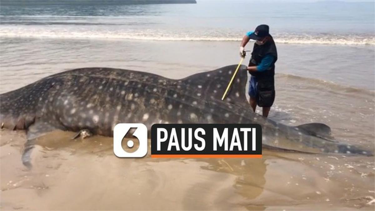 VIDEO: Tersangkut Pukat, Paus Mati Terdampar - Regional Liputan6.com