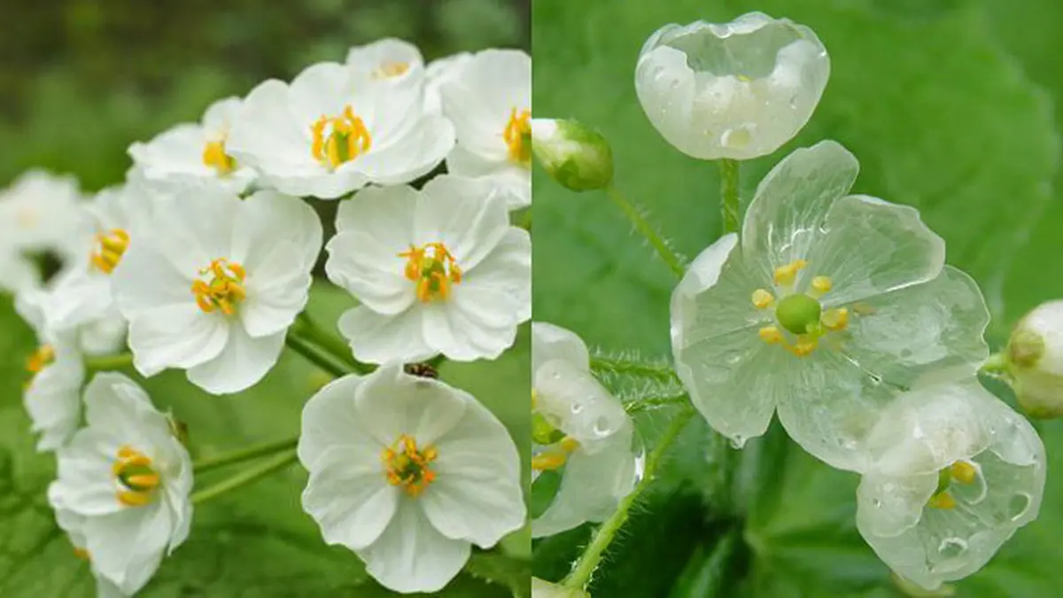 Berita Bunga Transparan Hari Ini - Kabar Terbaru Terkini | Liputan6.com