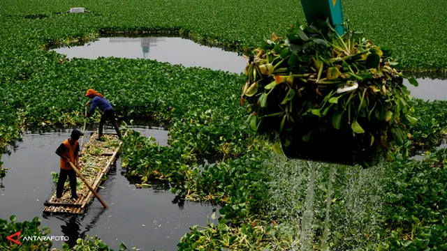 Waduk Tomang Barat Penuh Eceng Gondok, Warga: Jadi Sarang Nyamuk - News ...