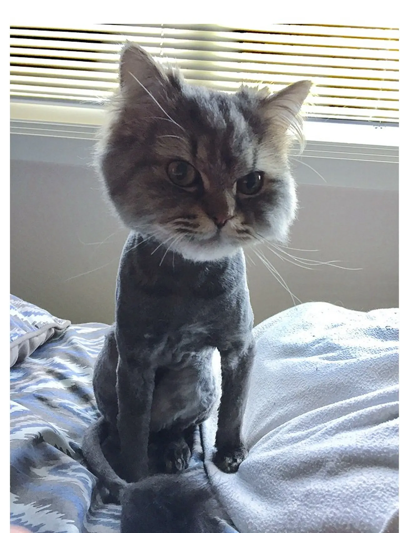 8 Potret Hasil Cukur Bulu Hewan Ini Nyeleneh Banget, Bikin Senyum ...