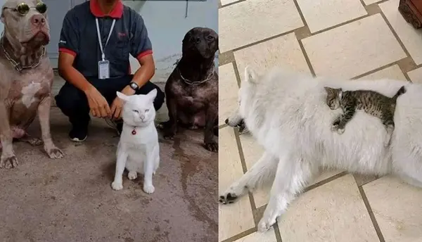 Viral, 8 Meme Tunjukkan Kasta Ala Netizen Ini Bikin Geleng Kepala - Hot ...