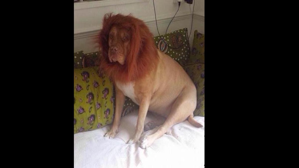 Anjing Singa Si Penjaga Unik