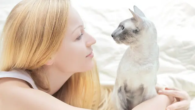 Cantik tapi Galak, Ini 4 Sifat Unik Si Kucing Siam - Lifestyle Liputan6.com