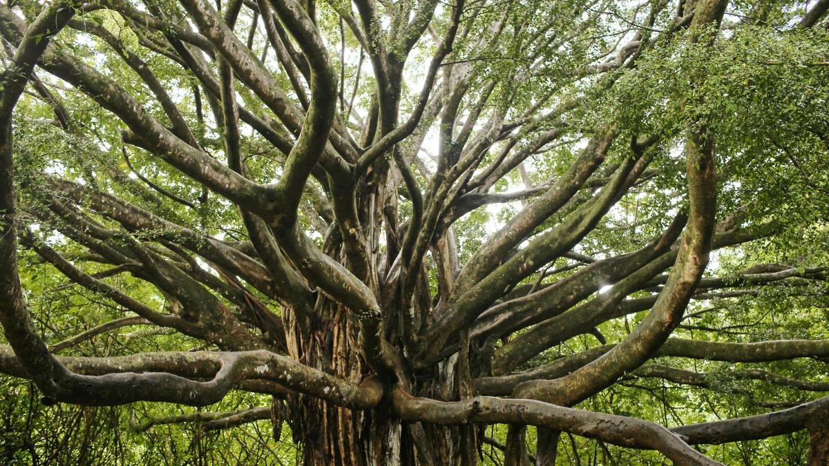 Mitos Menarik Mengenai Pohon Beringin