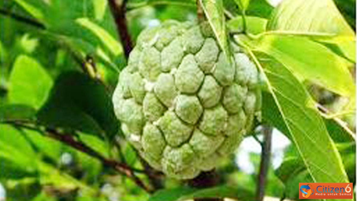 Cantik dan Sehat Dengan Srikaya - Citizen6 Liputan6.com