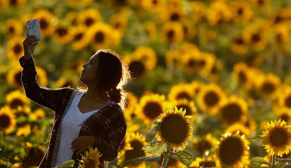 FOTO: Menikmati Keindahan Hamparan Ladang Bunga Matahari yang Memesona ...