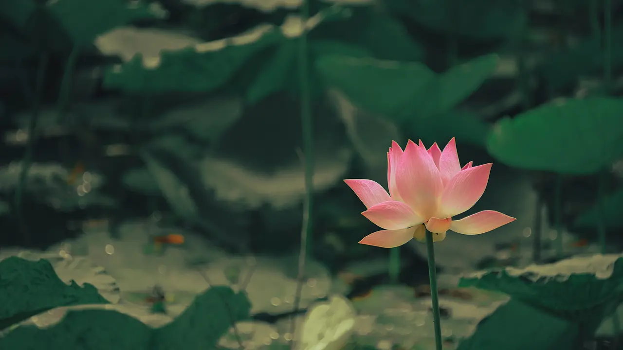 40 Kata-Kata Bijak Berkelas tentang Bunga yang Indah - Ragam Bola.com