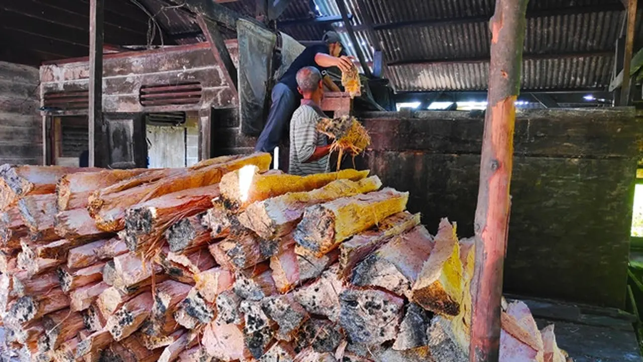 Merawat Gambut dan Sagu sebagai Sumber Kehidupan di Sungai Tohor ...