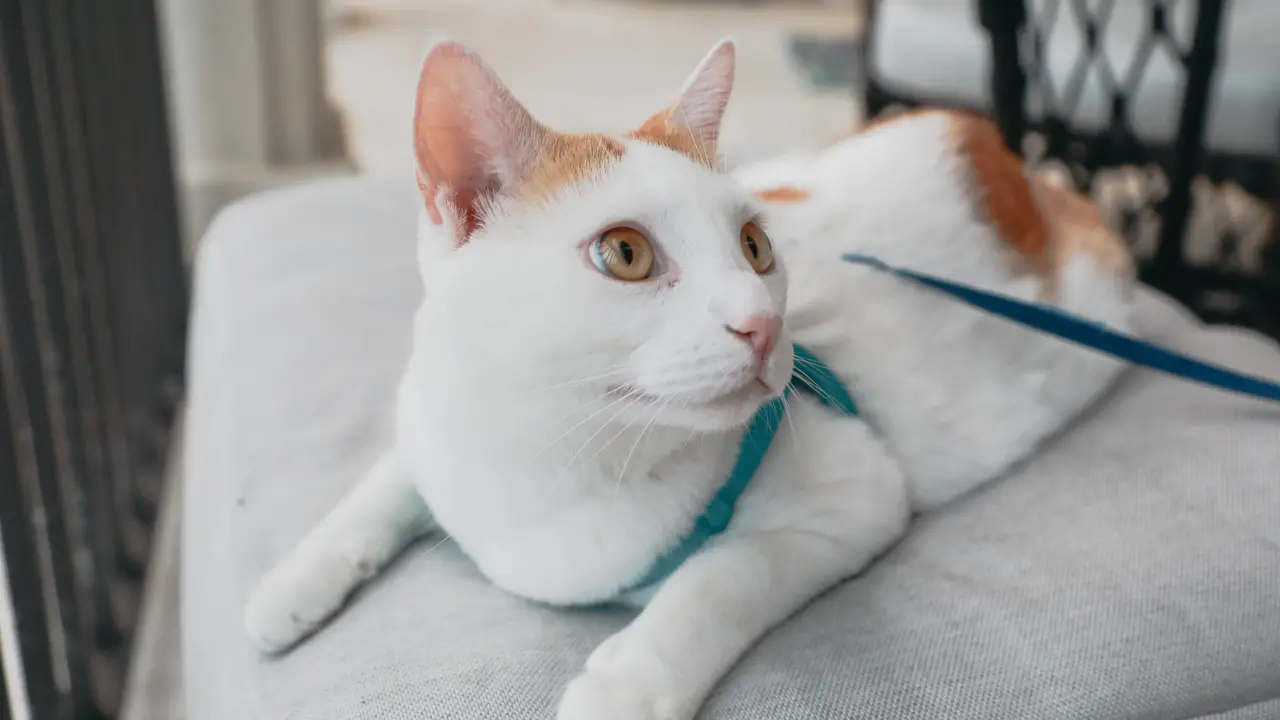 Kucing Lebih Sering Birahi Ketimbang Manusia, Simak Ciri Kucing Birahi ...