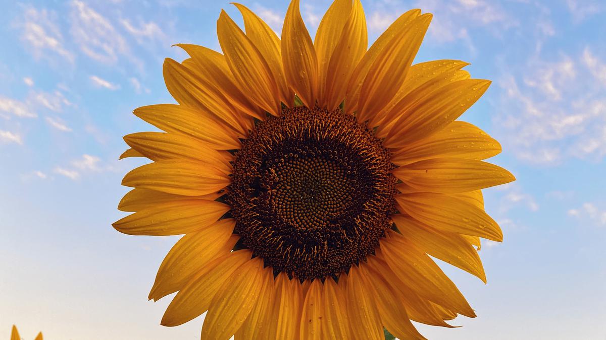 40 Kata-Kata Keren tentang Bunga, Keindahan dari Alam